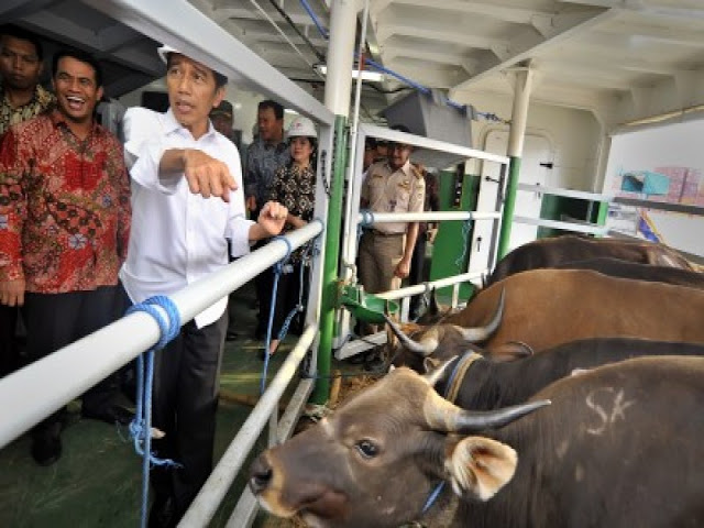 Peternak Sapi NTT Nangis, Dipaksa Jual Murah Untuk Isi "Tol Laut" Yang ...