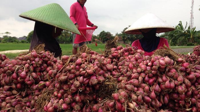 Sains Alquran: Bawang Merah sebagai Obat | Eramuslim